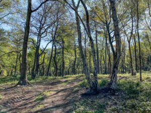 The Best Woodlands and Forests Near London — London x London