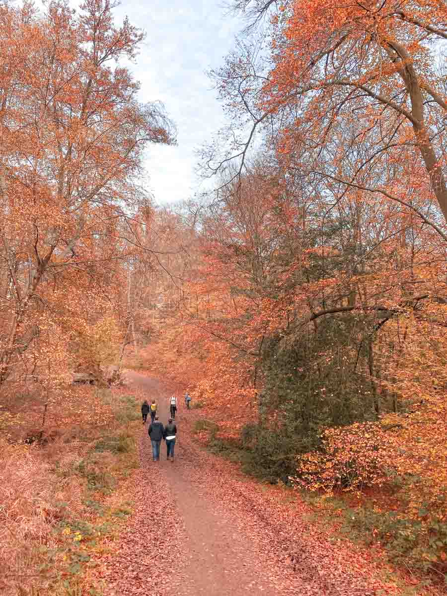 Explore Epping Forest With These (Rather Fantastic) Walks