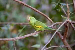 So… Why On Earth Are There So Many Parakeets in London? London x London