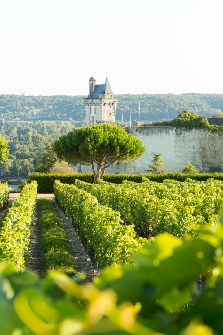 Unmissable Loire Valley Wines’ Events This Summer in London
