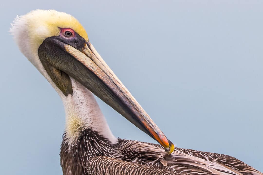 Everything You Need to Know About the Pelicans of St. James’s Park ...