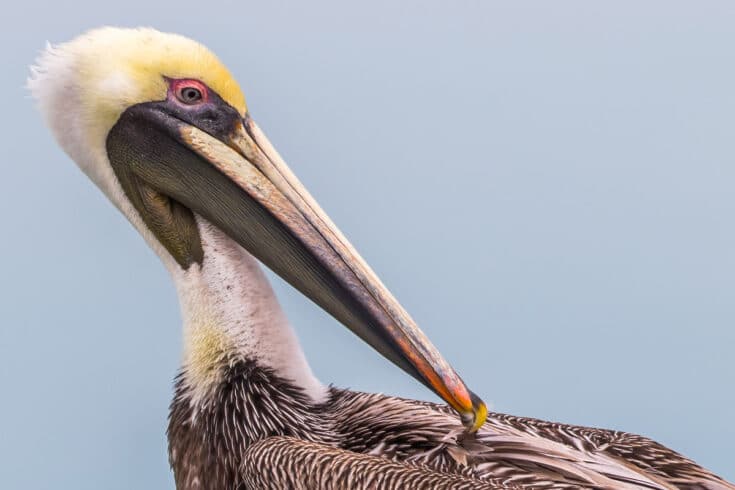 Everything You Need to Know About the Pelicans of St. James’s Park ...
