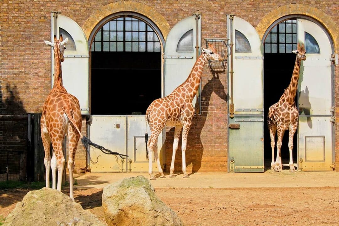 Where to See Animals in London — London x London