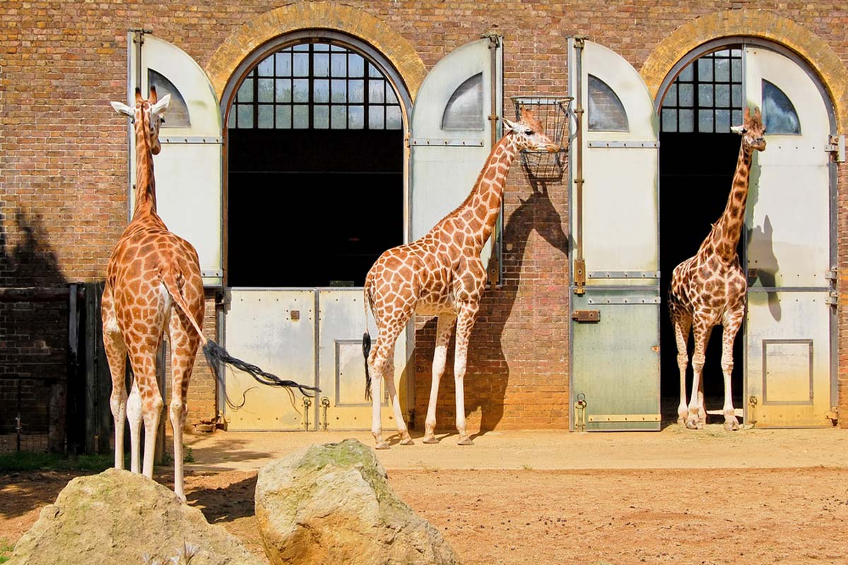 Where to See Animals in London — London x London