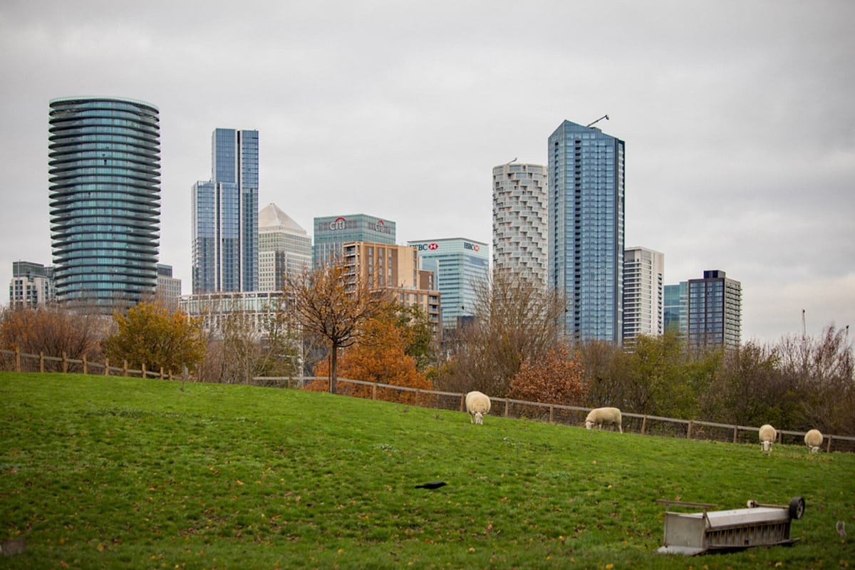 Get Ready for The London Sheep Drive: A 50 Sheep Hustle Across ...
